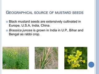 mustard oil in cosmetics | PPTX