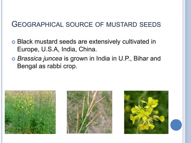 mustard oil in cosmetics | PPT