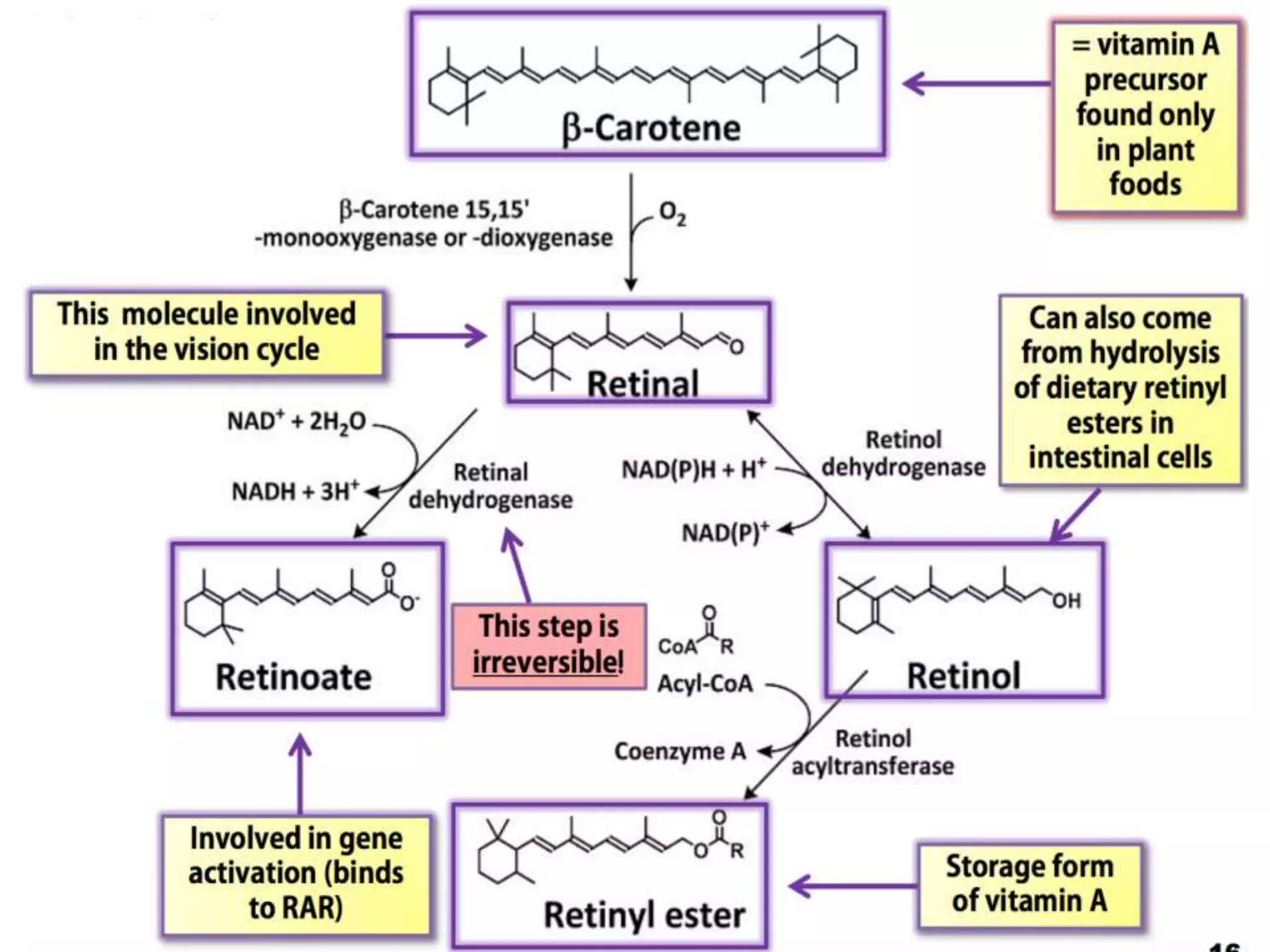 Fat soluble vitamins- structure, rda, functions, sources, deficiency ...