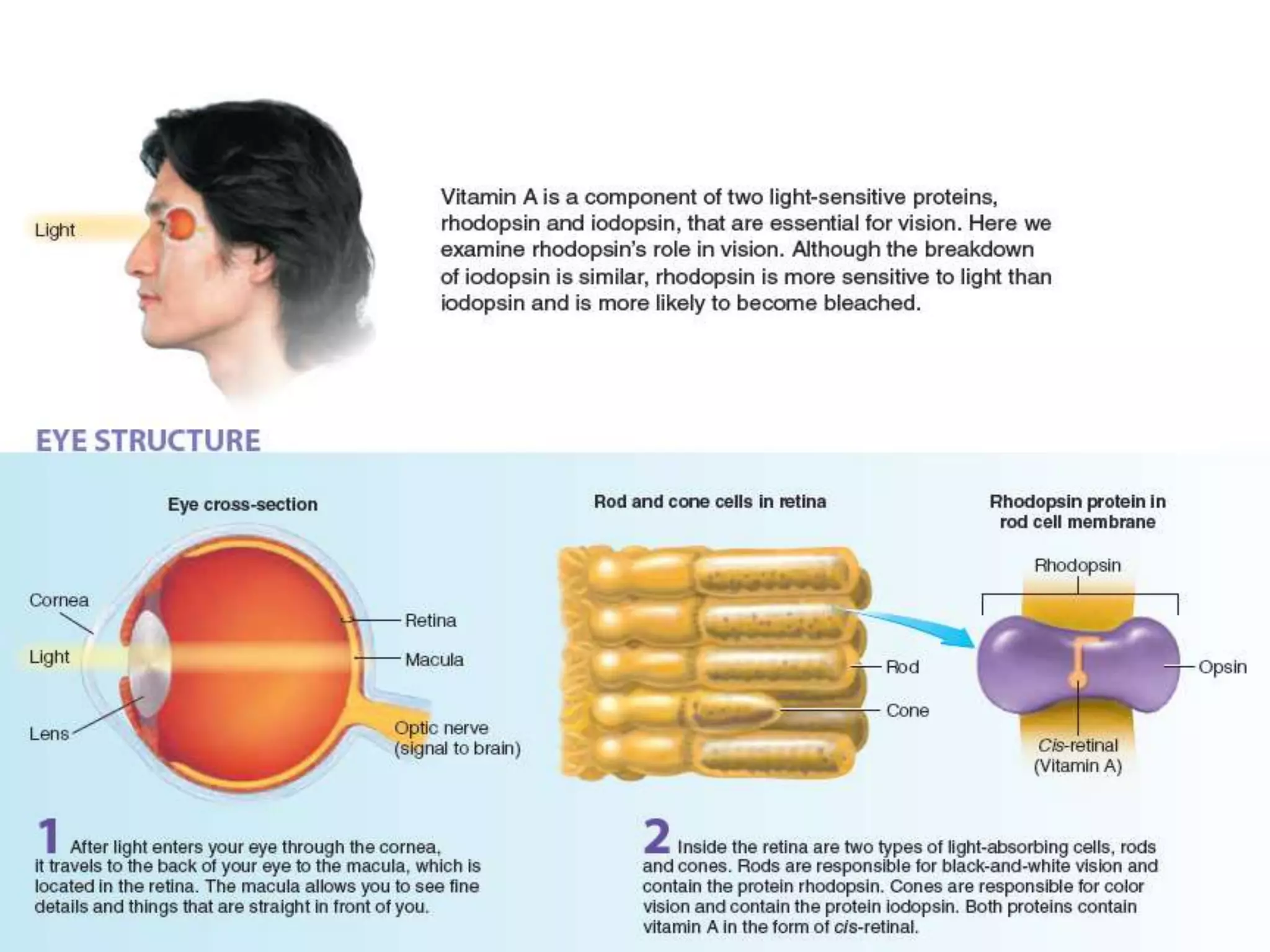 Fat soluble vitamins- structure, rda, functions, sources, deficiency ...