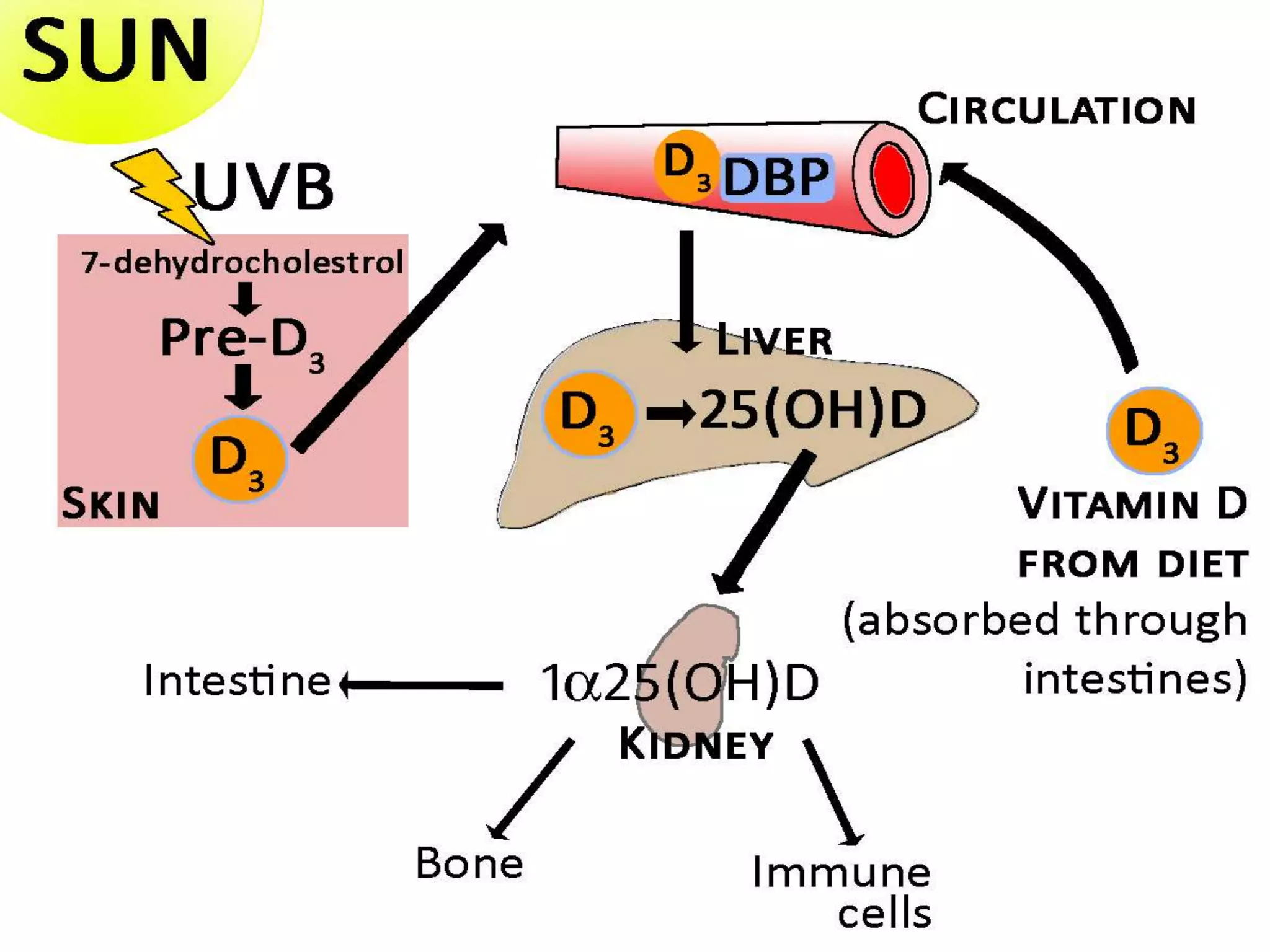Fat soluble vitamins- structure, rda, functions, sources, deficiency ...