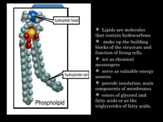 Lipids | PPT | Free Download