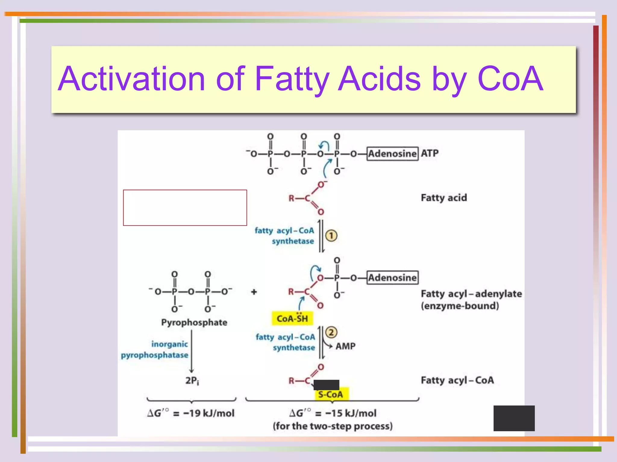 fatty-oxidation-MBBS.ppt