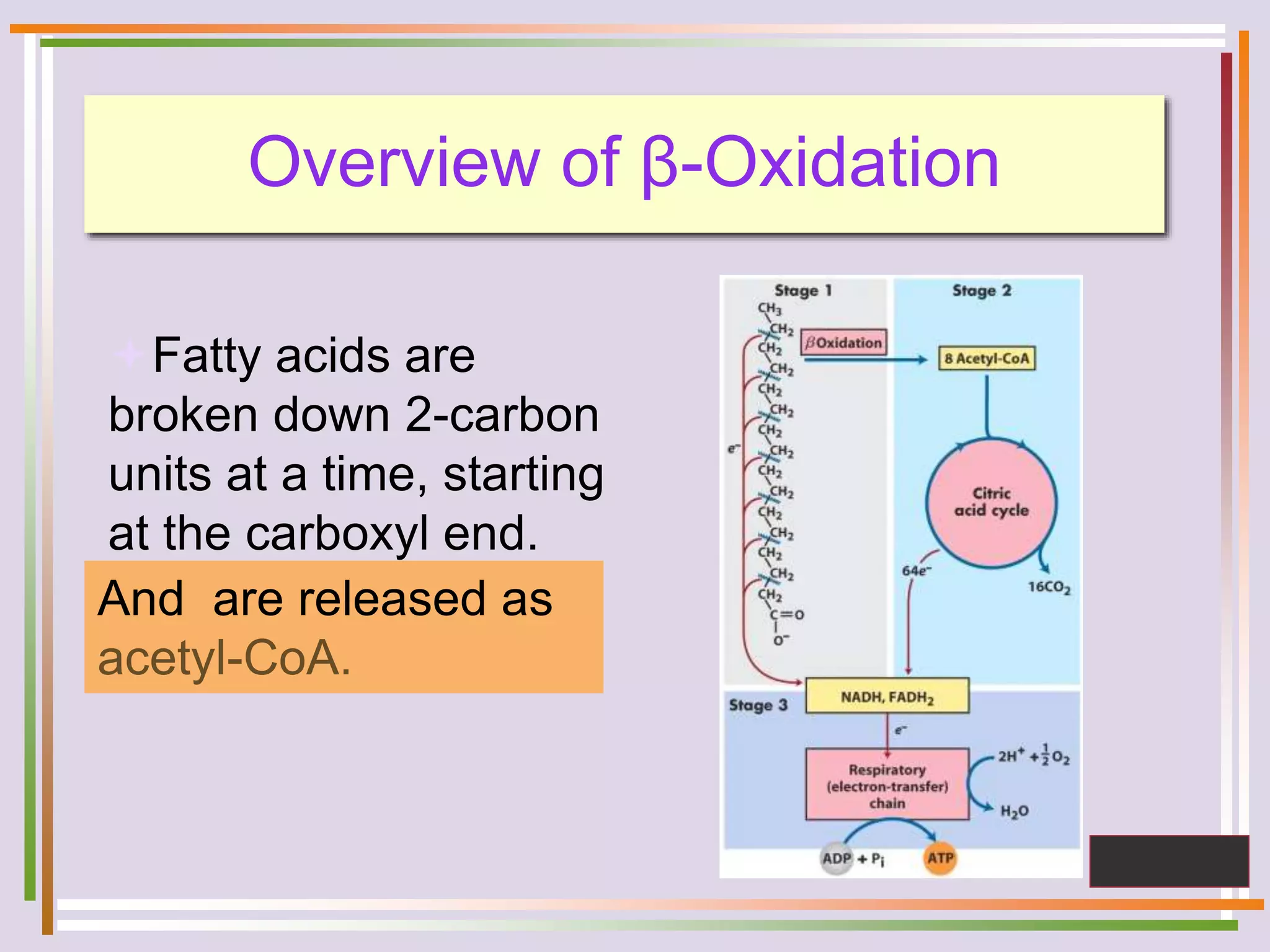 fatty-oxidation-MBBS.ppt