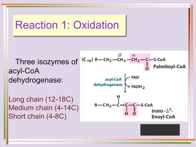 fatty-oxidation-MBBS.ppt