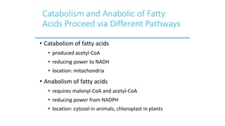 fatty acid biosynthesis.pptx