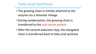 fatty acid biosynthesis.pptx