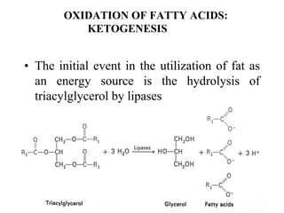 Fatty acid metabolism, oxidation of fats.pdf