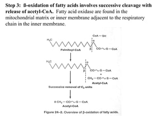 Fatty acid metabolism, oxidation of fats.pdf