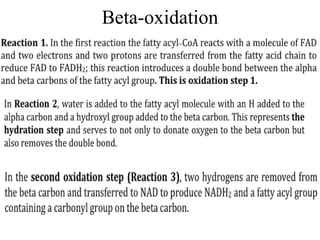 Fatty acid metabolism, oxidation of fats.pdf