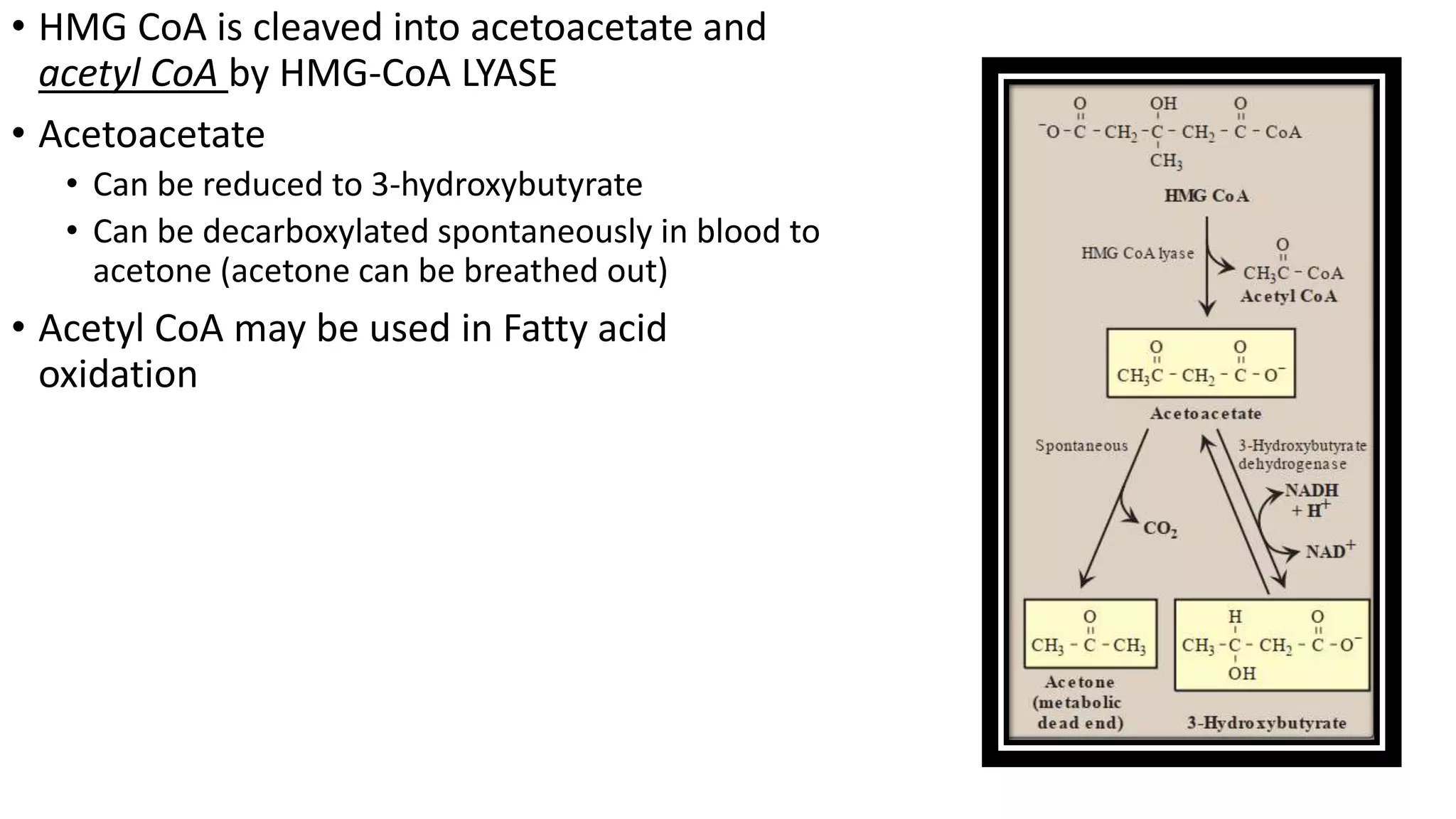 Fatty acid, ketone body, tag metabolism | PPTX