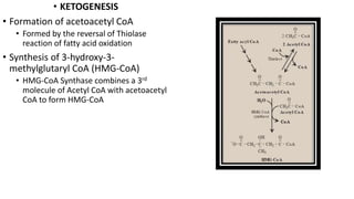 Fatty acid, ketone body, tag metabolism | PPTX