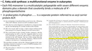 Fatty acid, ketone body, tag metabolism | PPTX