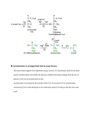 Fatty acid metabolism | DOCX