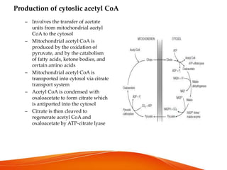 Fatty Acid Metabolism.pptx