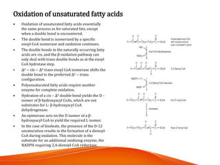 Fatty Acid Metabolism.pptx