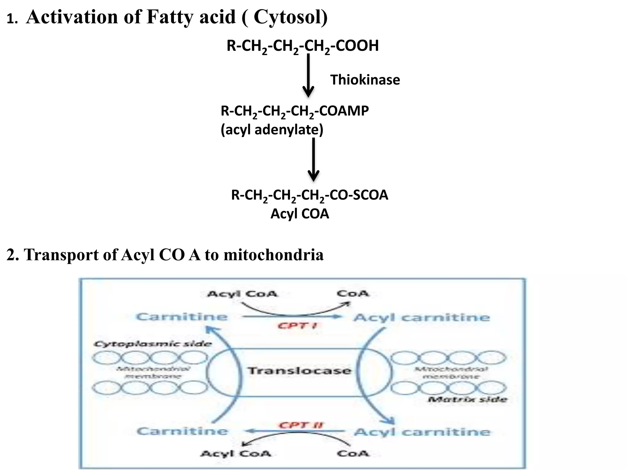 Fatty acid metabolism.ppt