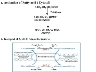 Fatty acid metabolism.ppt