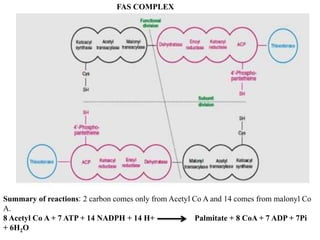 Fatty acid metabolism.ppt