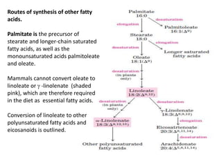 Fatty acid metabolism bmls 116 | PPT