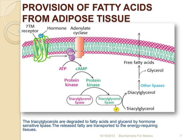 Fatty acid oxidation | PPTX | Chemistry | Science
