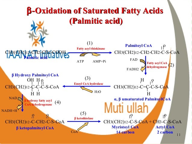 Alpha Oxidation Of Fatty Acids