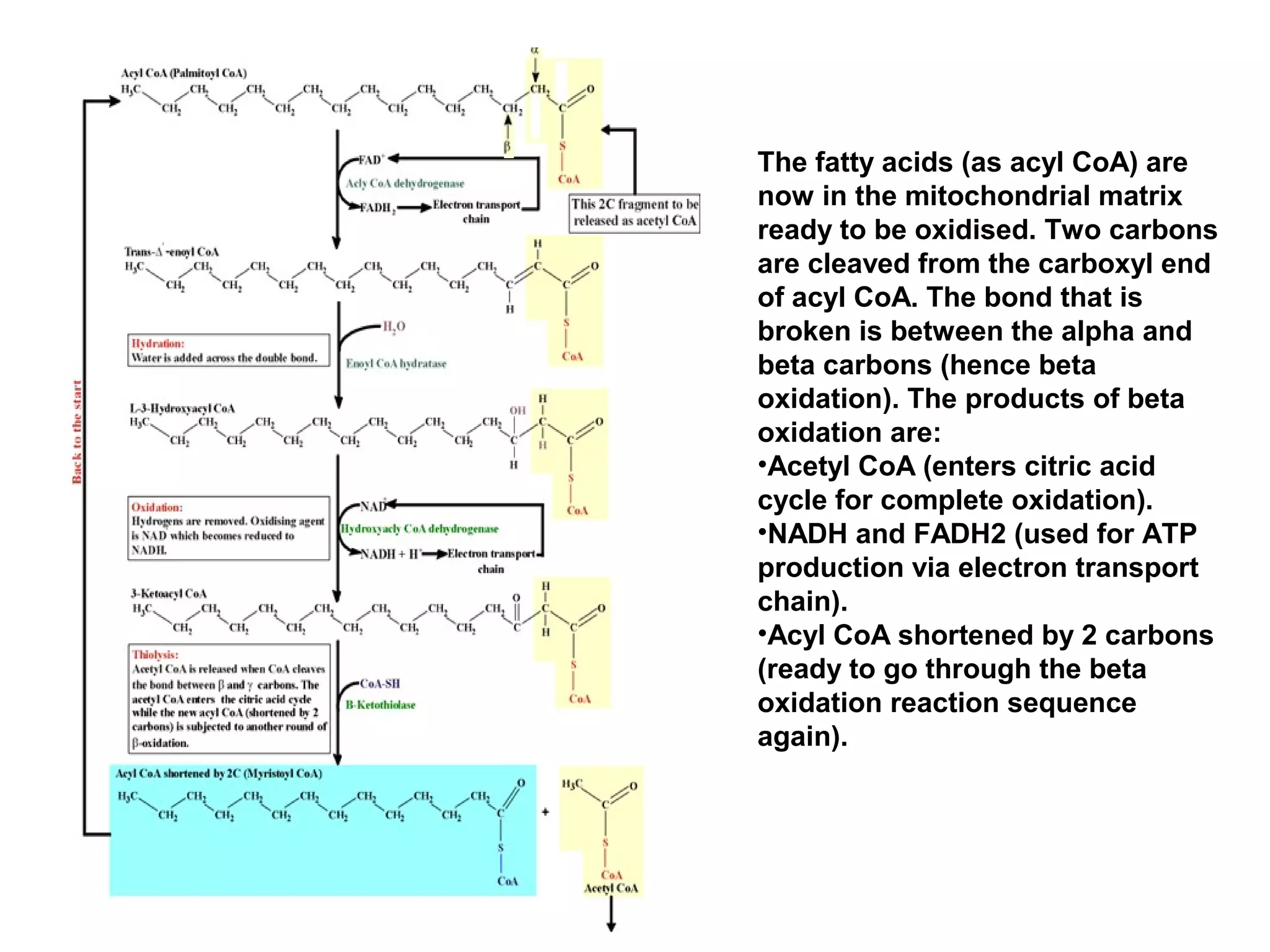 Fatty acid oxidation---Sir Khalid (Biochem) | PPT