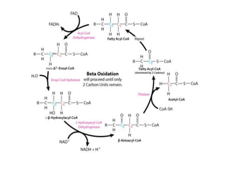 Beta Oxidation Pathway
