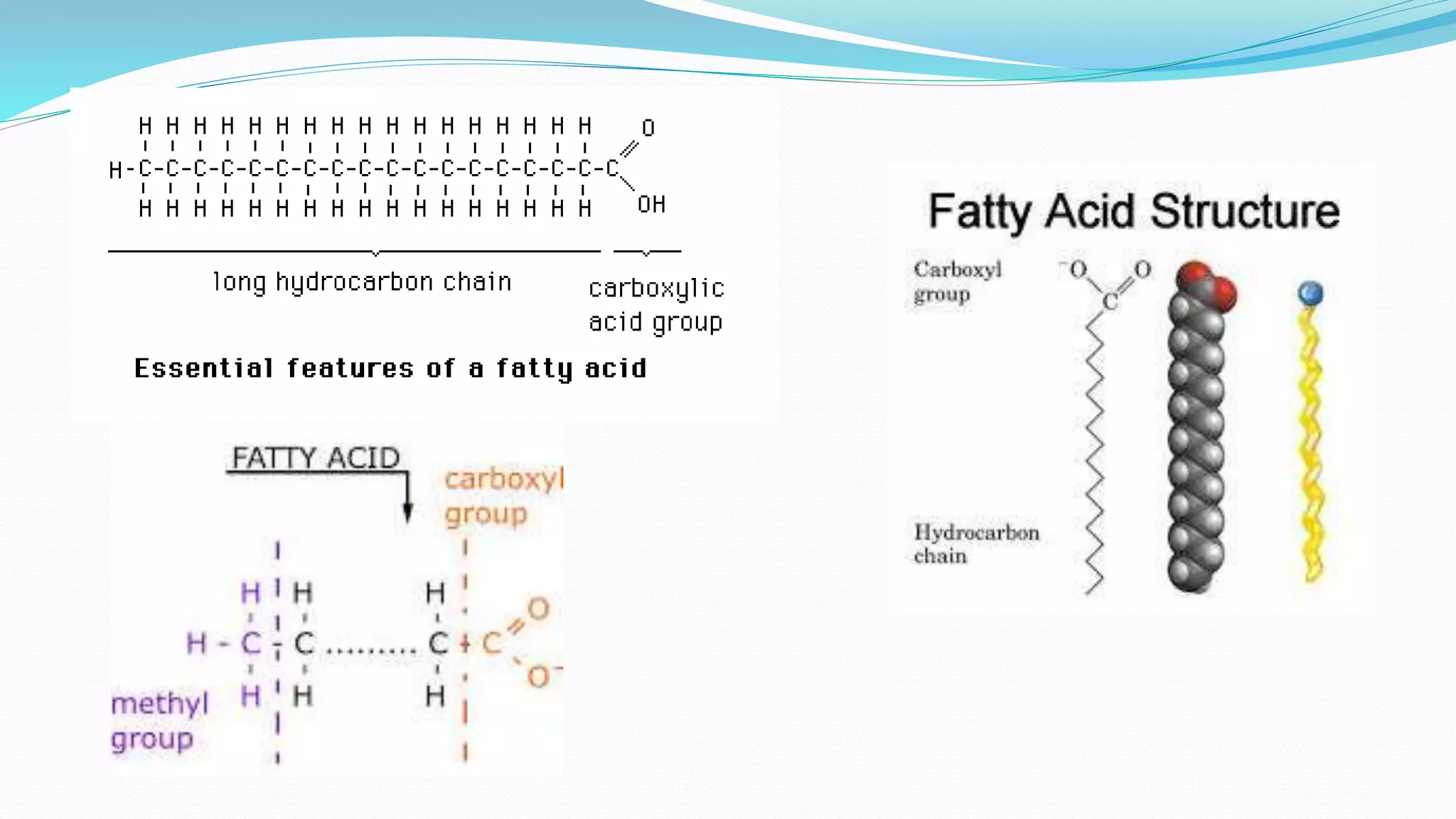 Fatty acids | PPTX