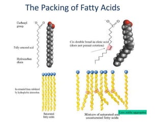 fatty acids.pptx
