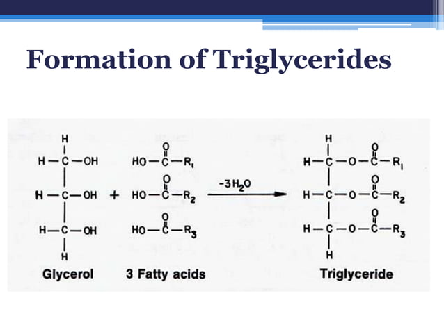 Fatty acids and triglycerides | PPTX