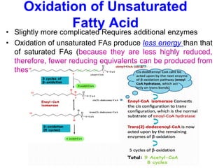Fatty Acids Oxidation.ppt