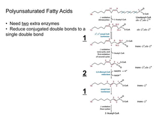 Fatty Acids Oxidation.ppt