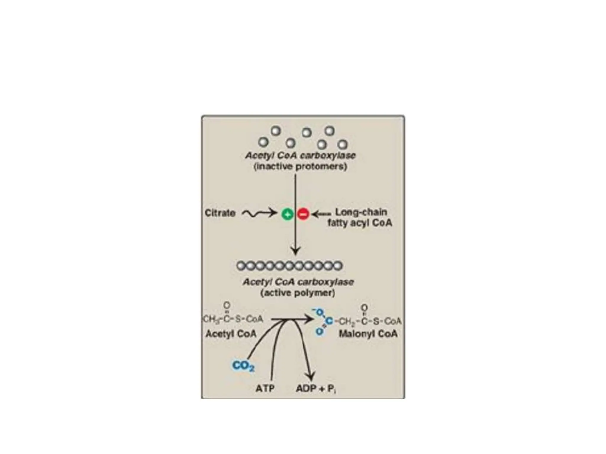 Fatty Acids synthesisand imporatnce.pptx