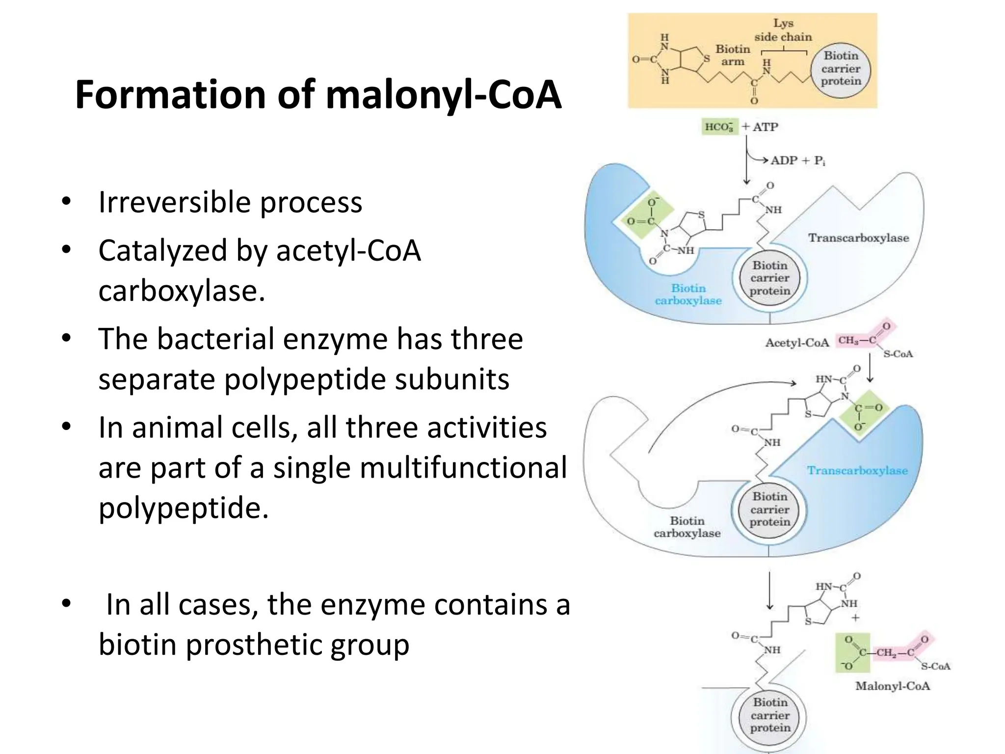 Fatty Acids synthesisand imporatnce.pptx