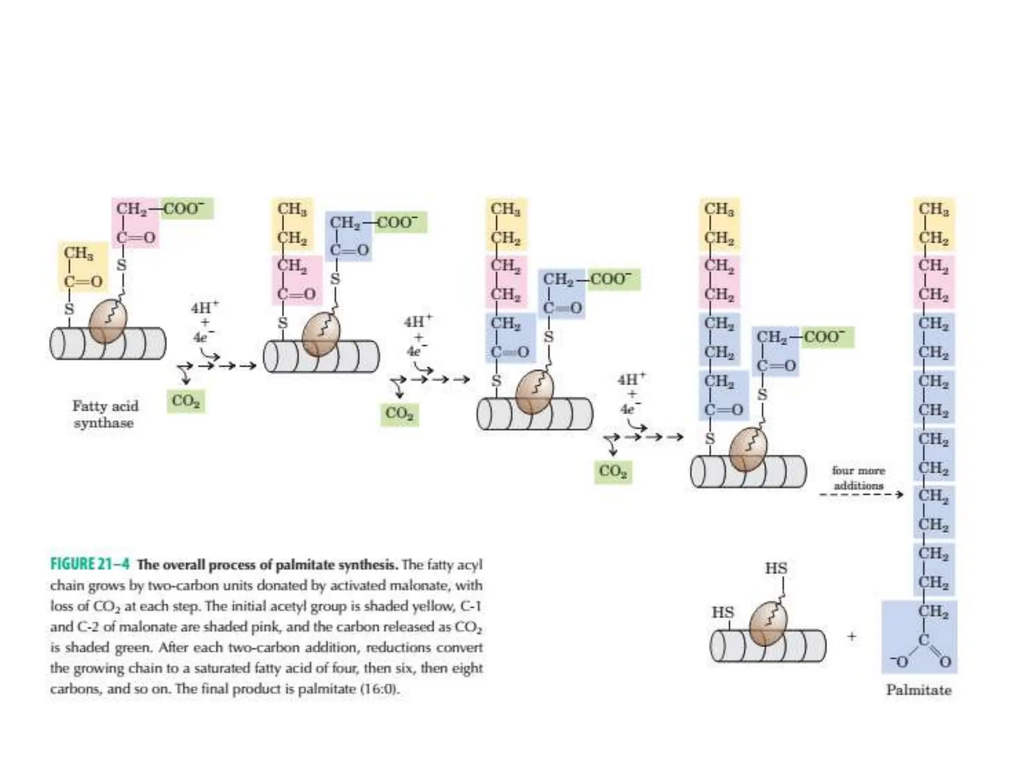 Fatty Acids synthesisand imporatnce.pptx
