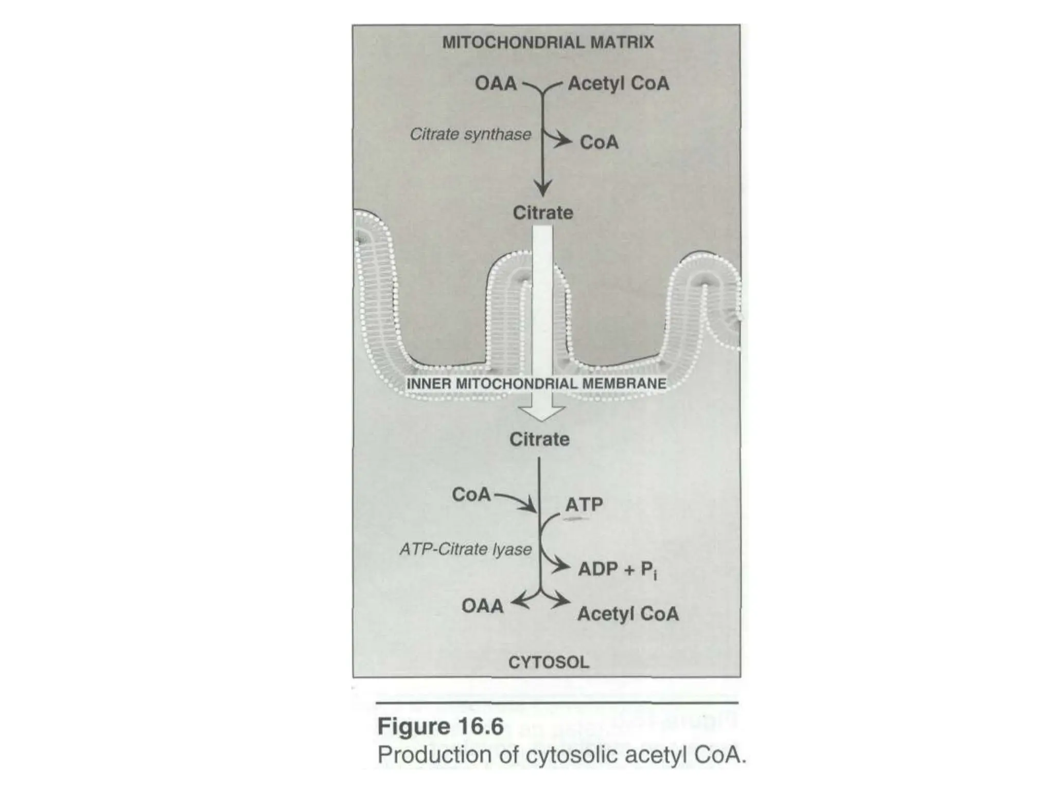 Fatty Acids synthesisand imporatnce.pptx