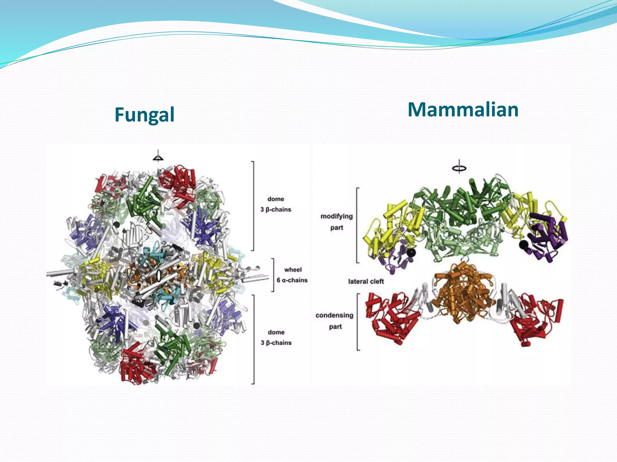 Fatty acid synthase | PPTX