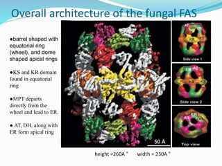 Fatty acid synthase | PPTX