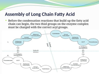 Fatty acid synthesis-1 in human cel.pptx