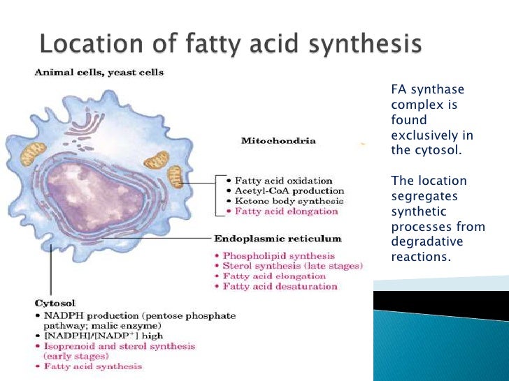 Fatty acid synthesis