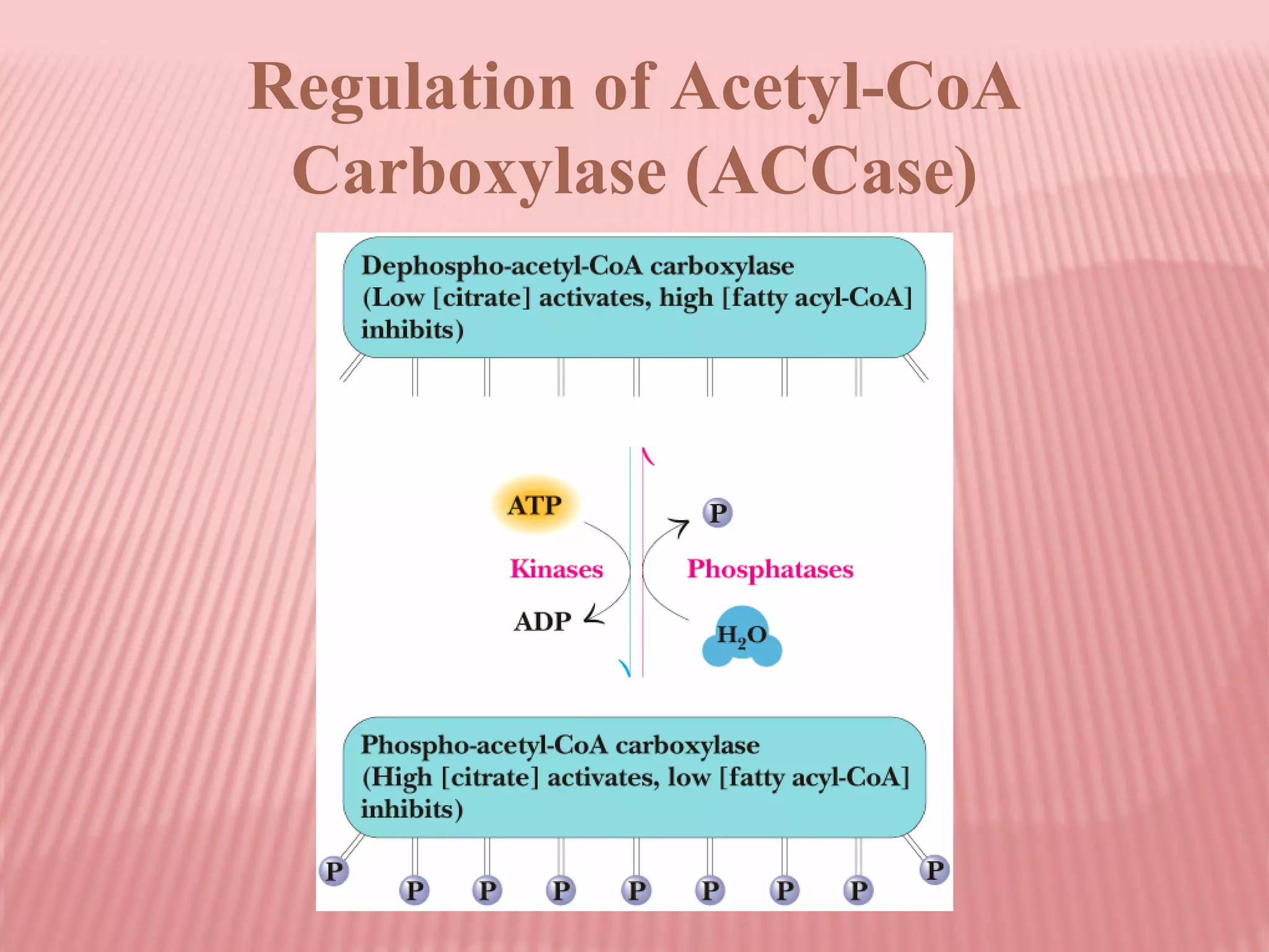 Fatty acid synthesis | PPT