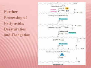 Fatty acid synthesis | PPT