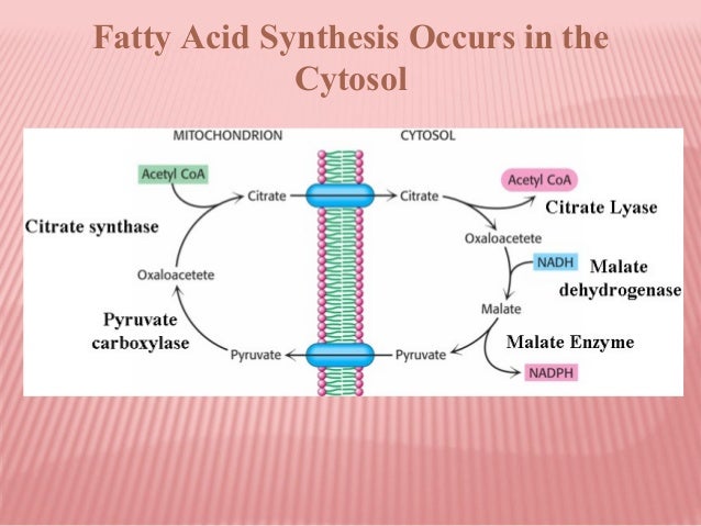 Fatty acid synthesis