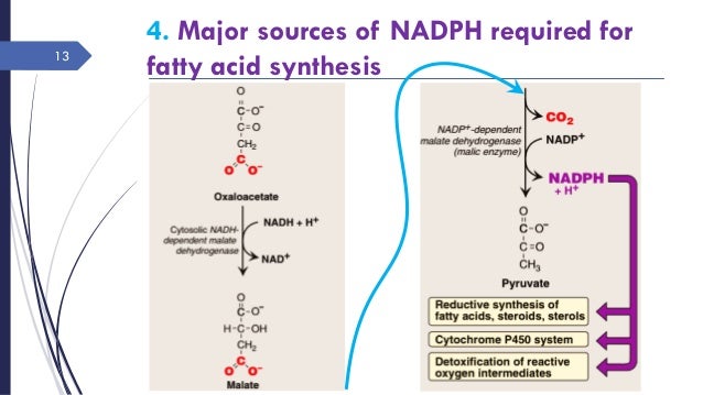 Fatty acid synthesis
