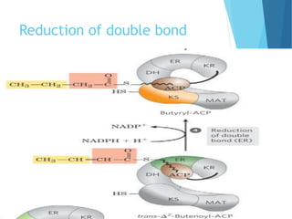 Fatty acid Biosynthesis | PPTX | Chemistry | Science
