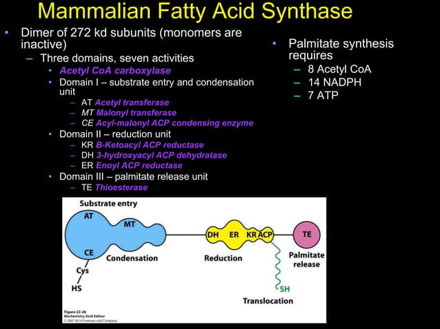 fatty acid synthesis.ppt