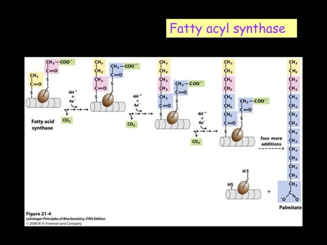 fatty acid synthesis.ppt