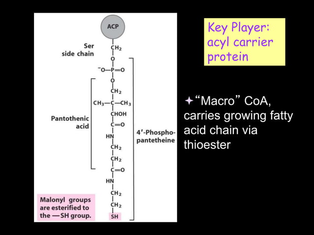 fatty acid synthesis.ppt