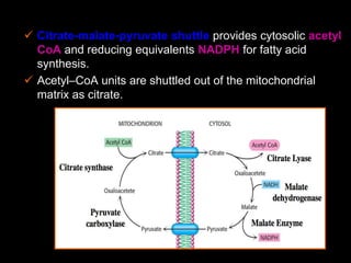 Citrate Shuttle Fatty Acid Synthesis